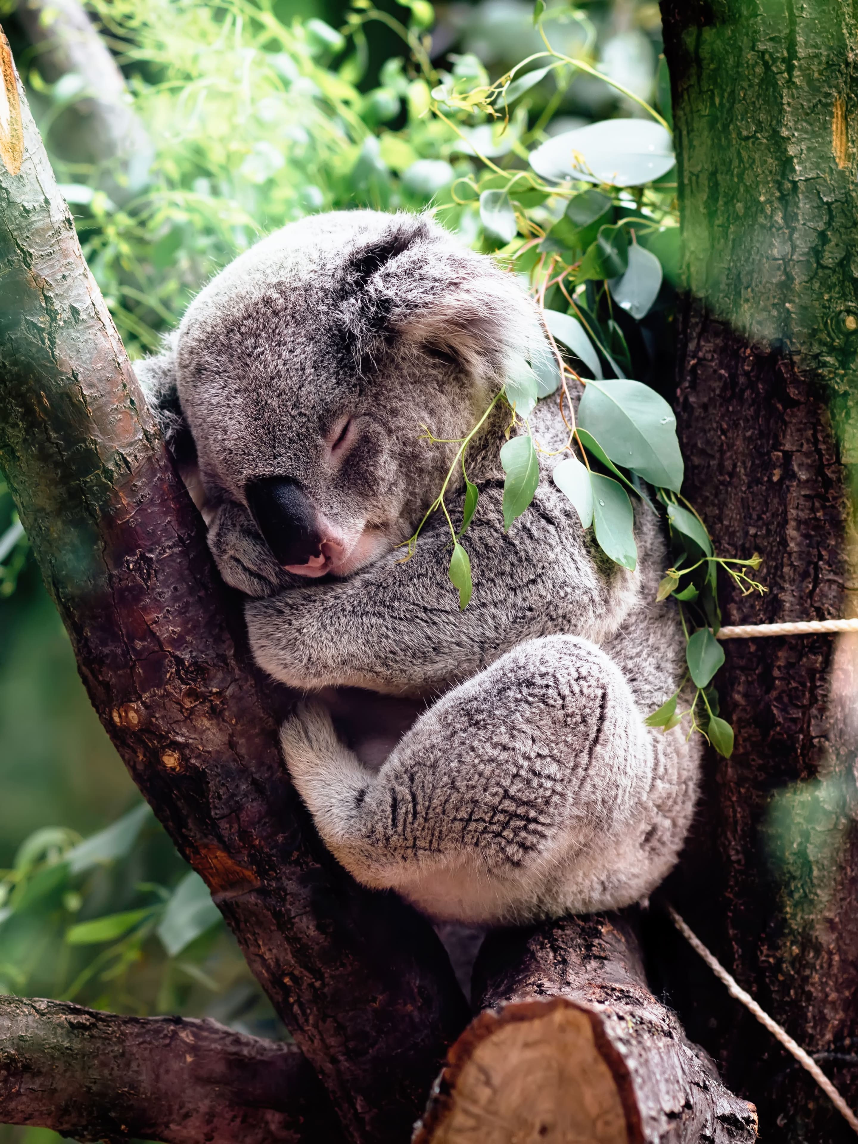 Sleeping Koala Wallpaper
