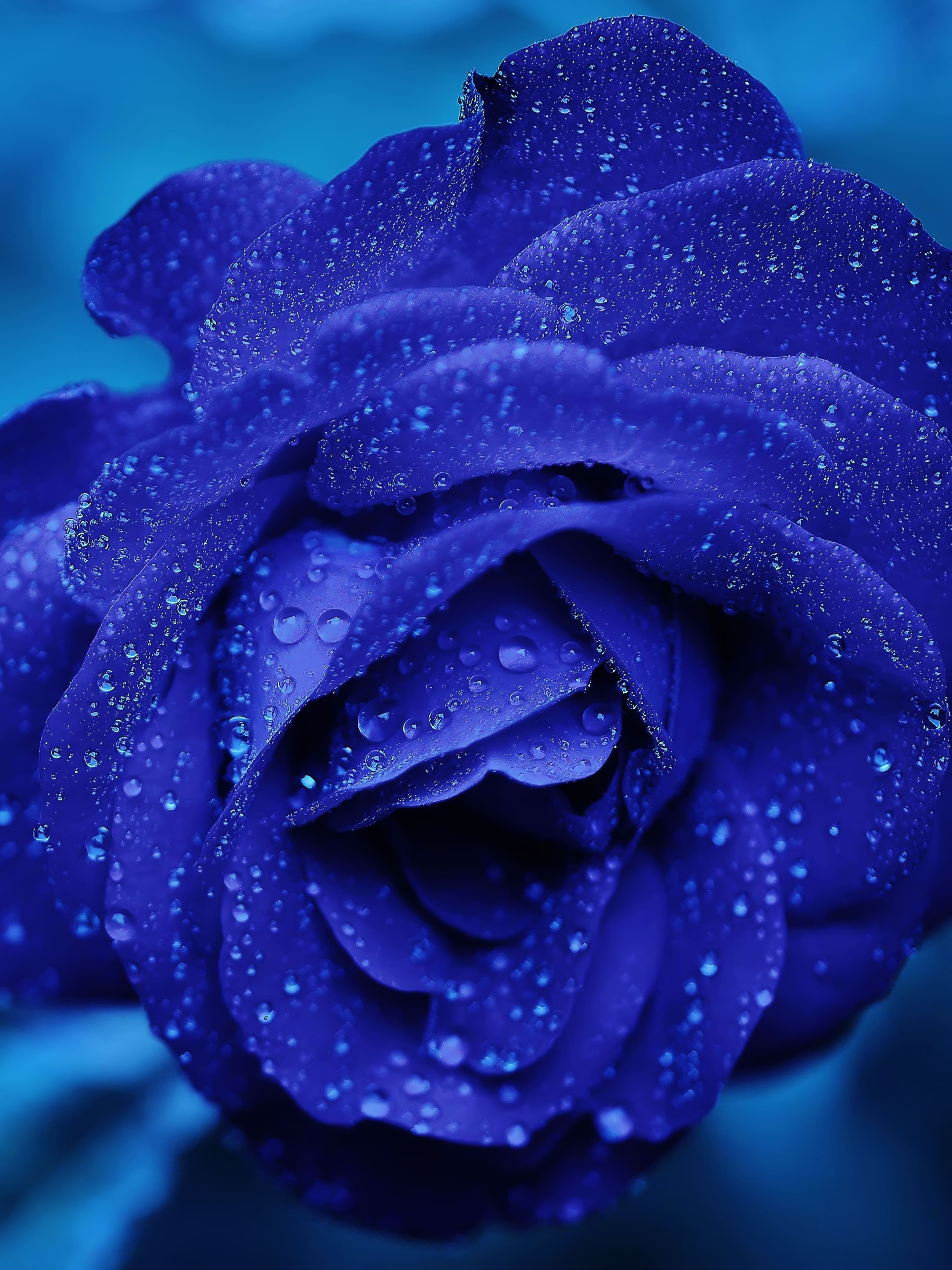Papel De Parede De Fundo Rosa Azul